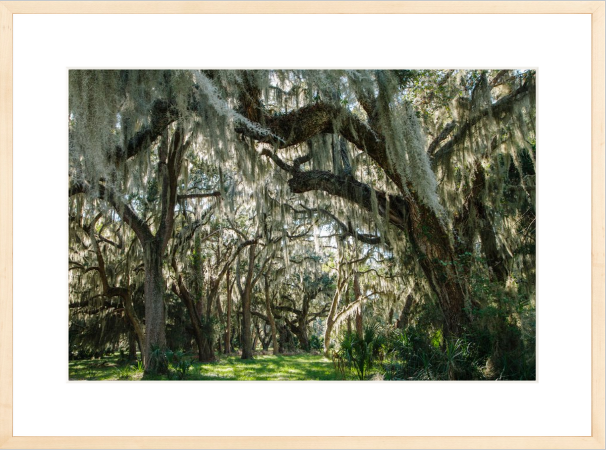 Sapelo Island – Brinson Banks Print Shop